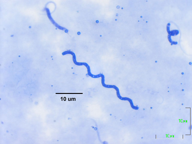 Biol 230 Lab Manual, Lab 1